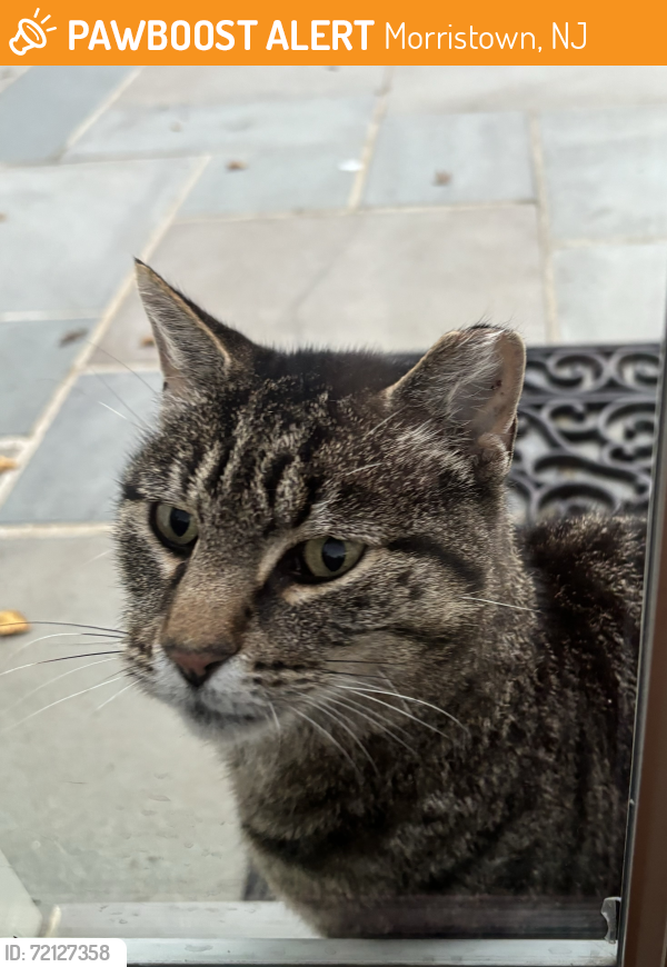 Morristown, NJ Stray Cat Found Near Loantaka Ln N | PawBoost