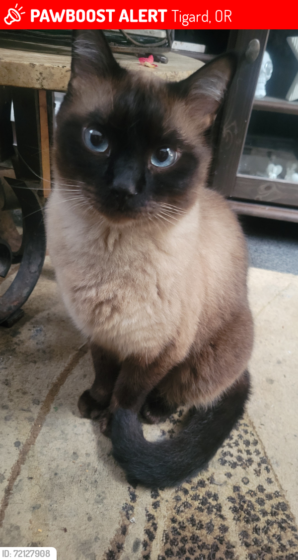 Tigard, OR Lost Male Cat, Jupiter Is Missing | PawBoost