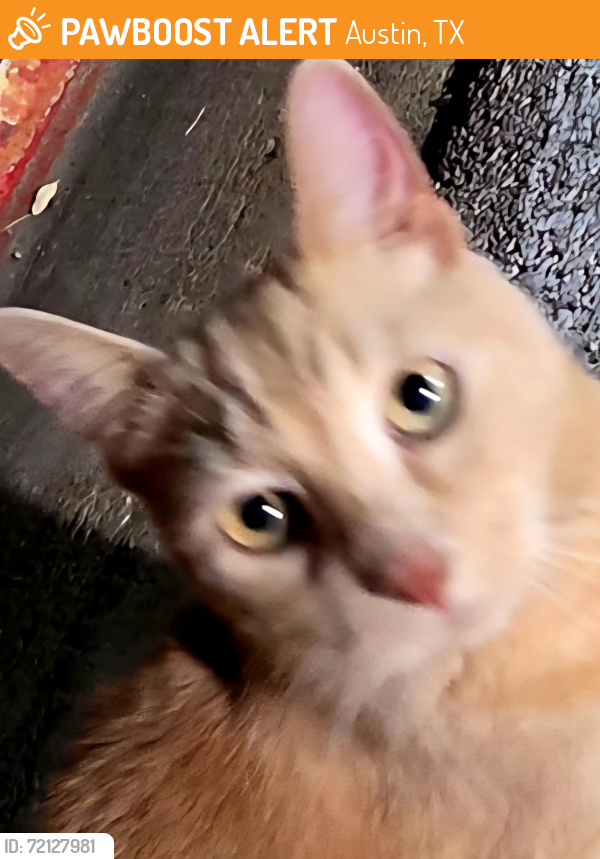 Austin, TX Stray Cat Found Near Anderson mill- Austin Emergency Center ...