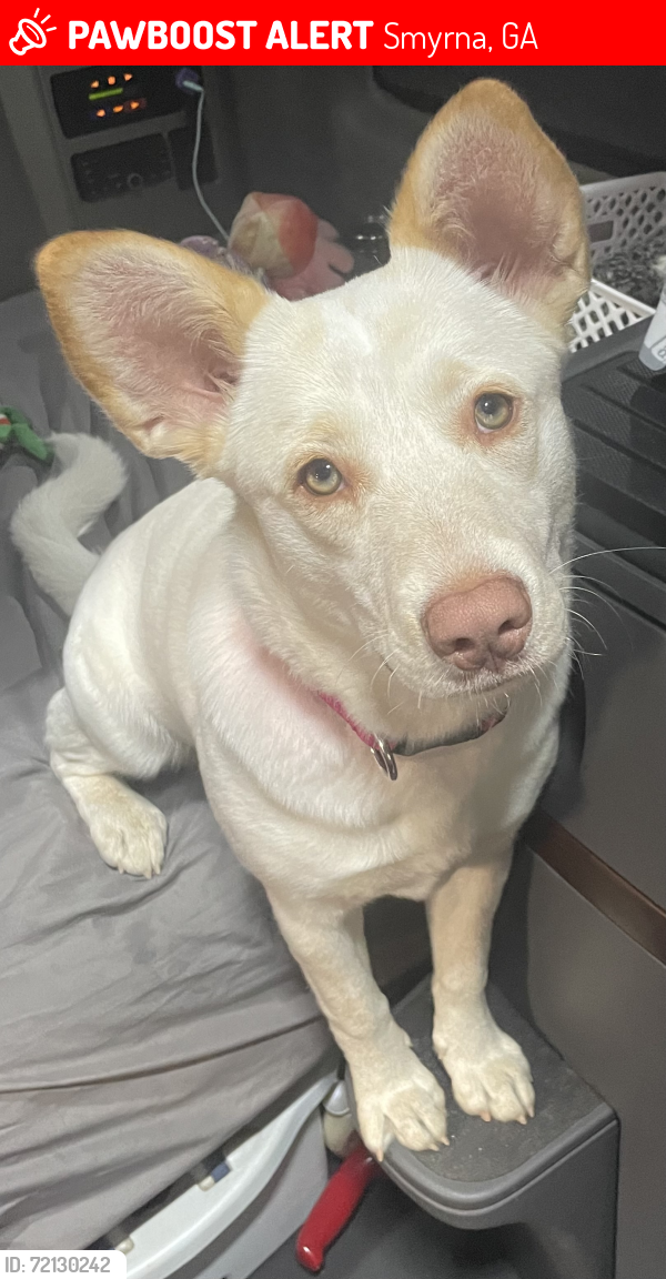 Smyrna, GA Lost Female Dog, Kahu Is Missing | PawBoost