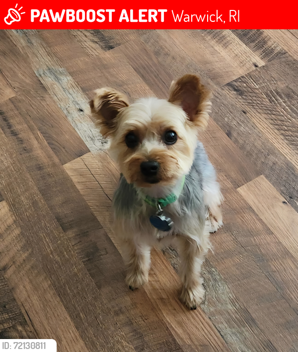 Warwick, RI Lost Male Dog, Otto Is Missing | PawBoost