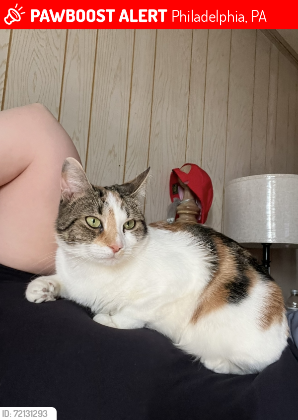 Philadelphia, PA Lost Female Cat, Luna Is Missing | PawBoost