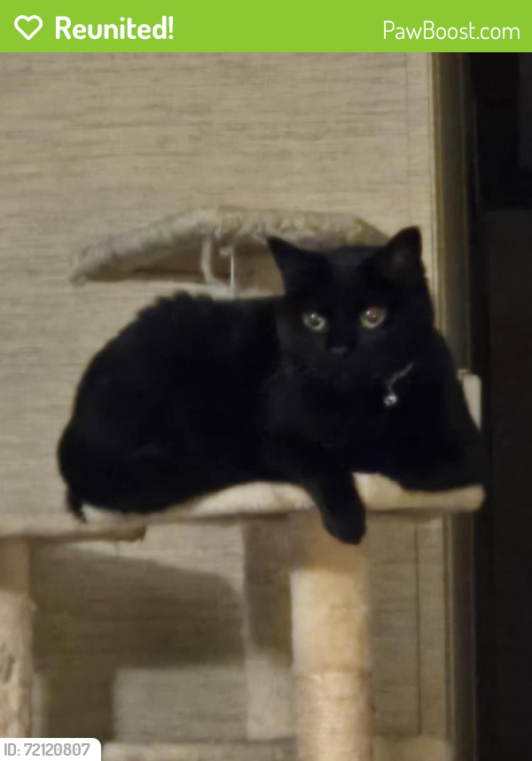 Reunited Female Cat in Toledo, OH 43611 (ID: 72120807) | PawBoost