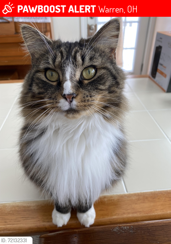 Warren, OH Lost Female Cat, Mommie Is Missing | PawBoost