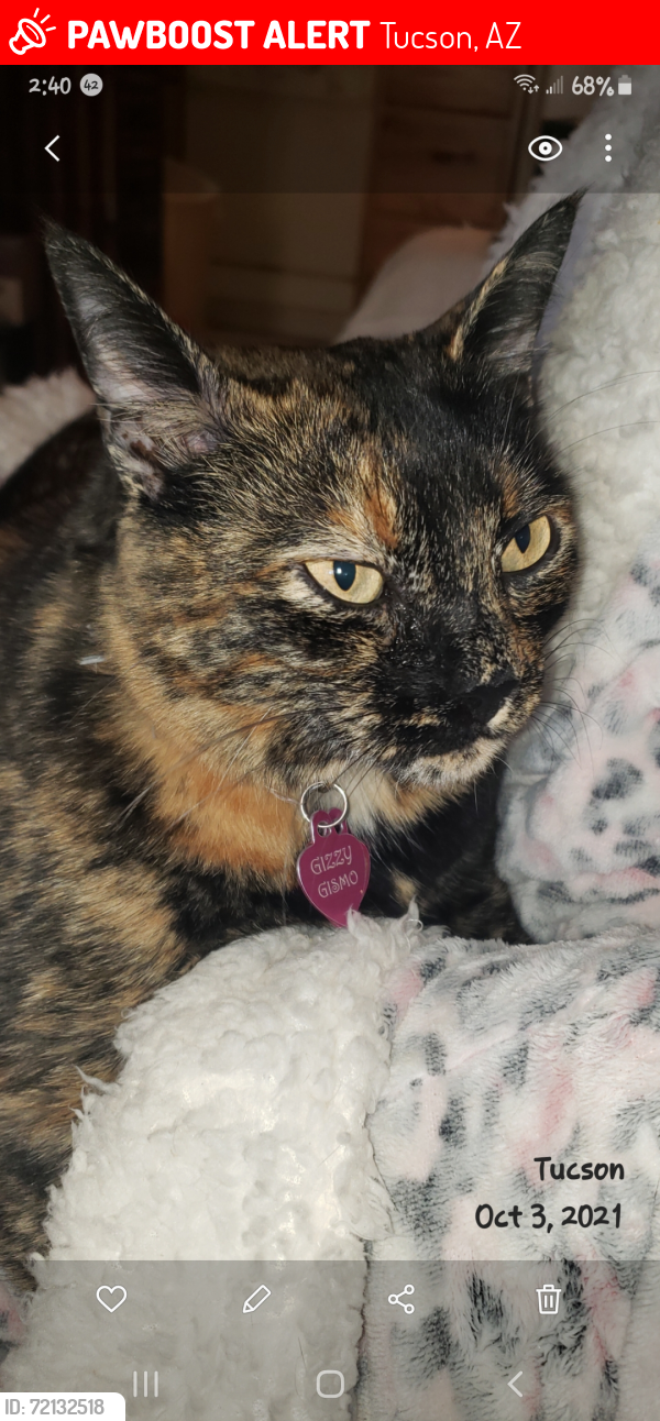Tucson, AZ Lost Female Cat, Gizzy Is Missing | PawBoost