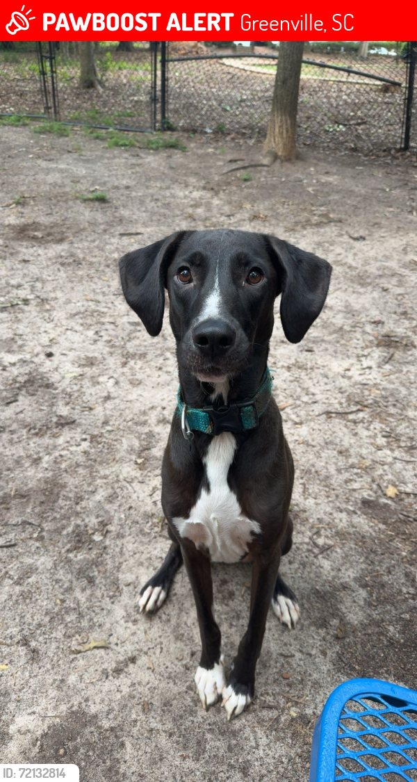 Greenville, SC Lost Male Dog, Doug Chastain Is Missing | PawBoost