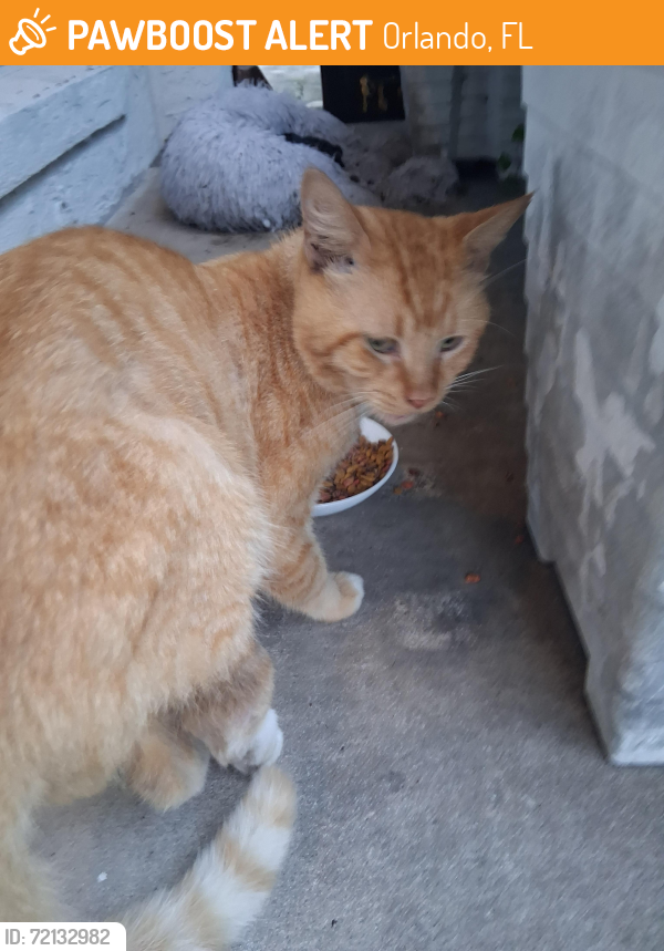 Orlando, FL Stray Cat Found Near Goldenrod | PawBoost