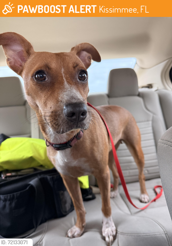 Kissimmee, FL Stray Female Dog Found Near Aultman at | PawBoost