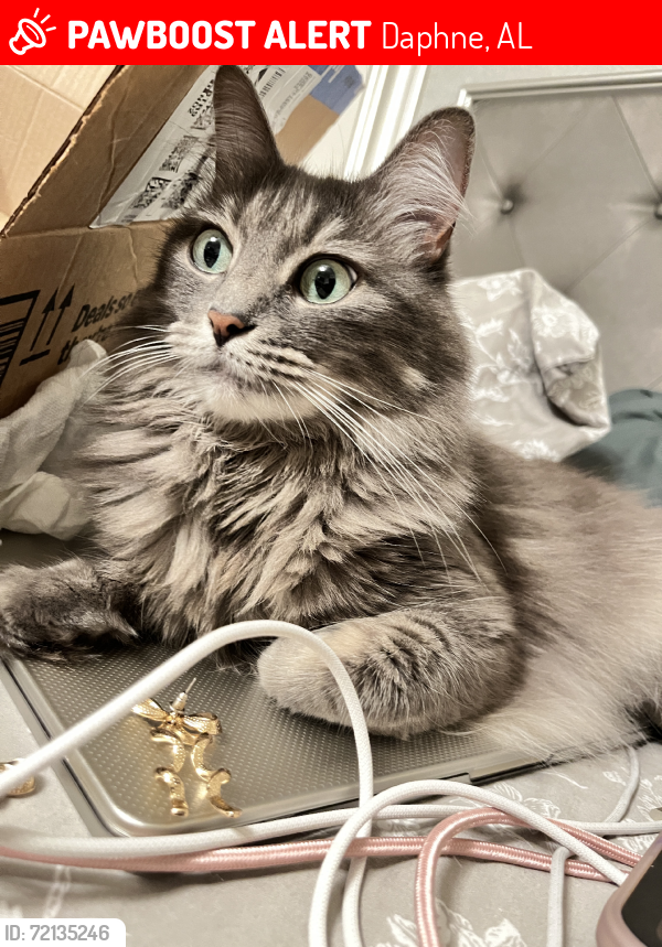 Daphne, AL Lost Female Cat, Bella Is Missing | PawBoost