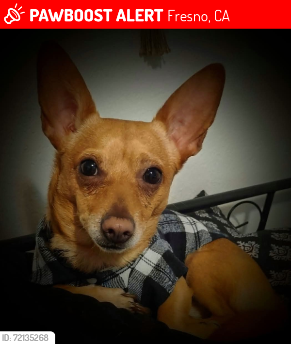 Fresno, CA Lost Male Dog, Chucho Is Missing | PawBoost