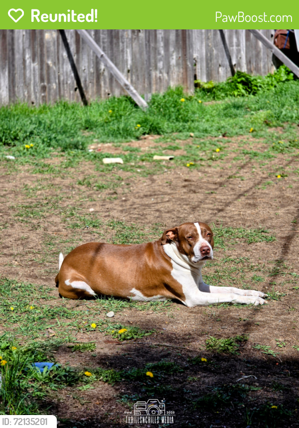 Reunited Male Dog in Spokane, WA 99205 (ID: 72135201) | PawBoost
