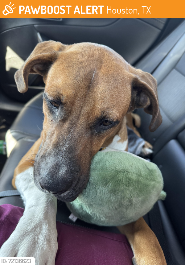 Houston, TX Stray Female Dog Found Near galleria, post oak, vet tech ...