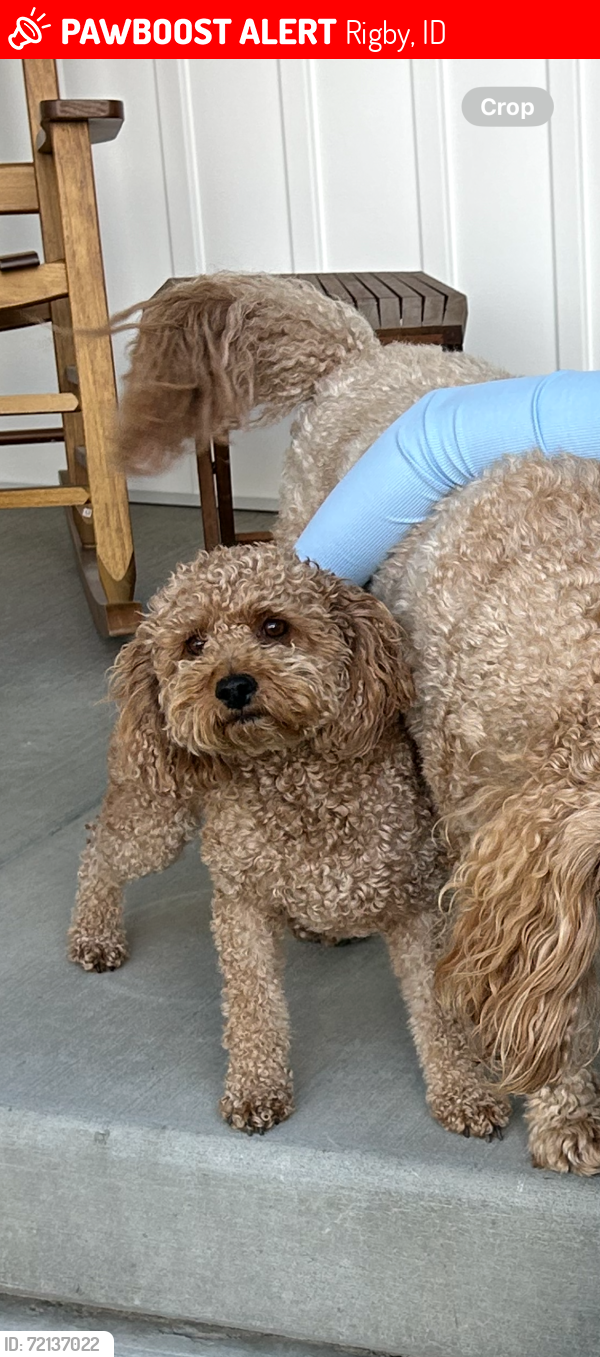 Rigby, ID Lost Female Dog, Mya Is Missing | PawBoost