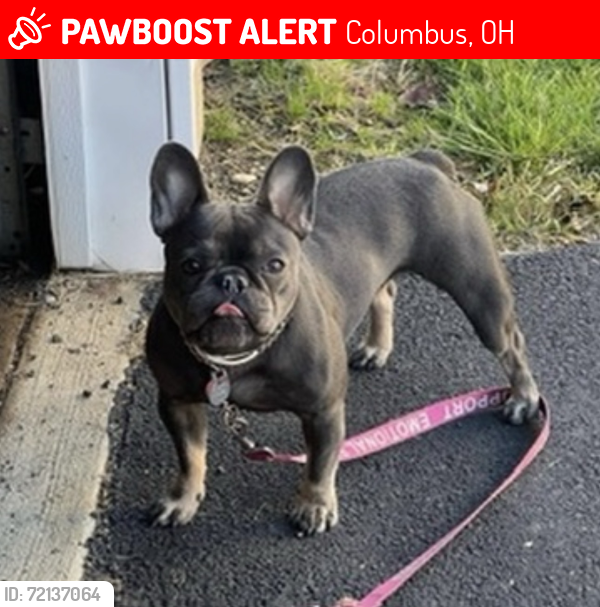 Columbus, OH Lost Female Dog, Bae An Chica Is Missing | PawBoost