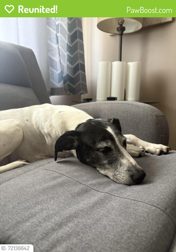 Reunited Female Dog in Staten Island, NY 10308 (ID: 72136642) | PawBoost
