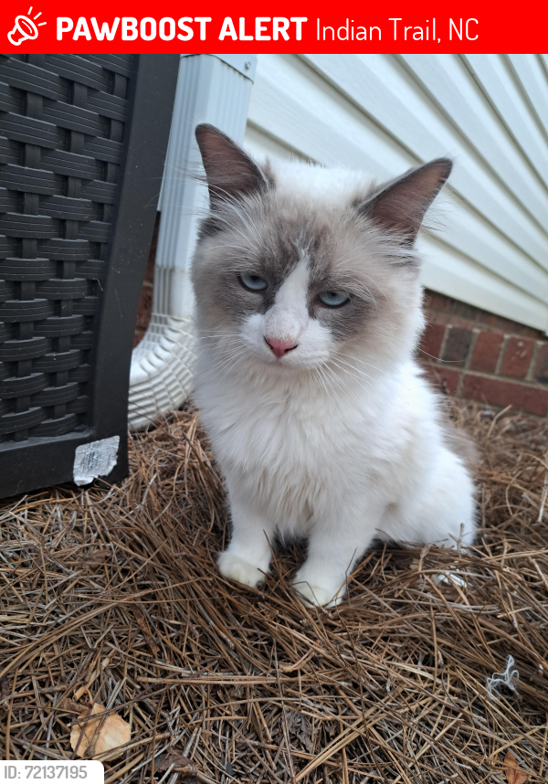 Indian Trail, NC Lost Male Cat, Men Is Missing | PawBoost