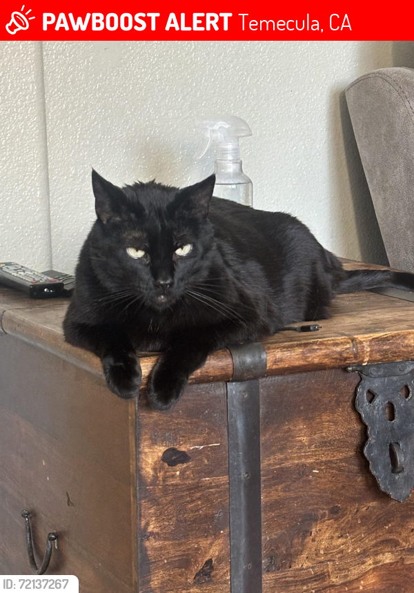 Temecula, CA Lost Male Cat, Boobie Is Missing | PawBoost