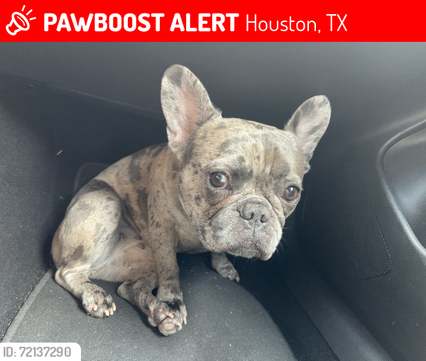 Houston, TX Lost Female Dog, Princess Is Missing | PawBoost