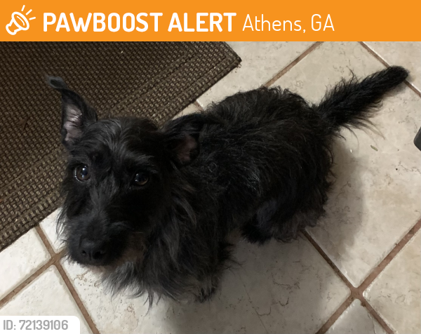 Rehomed Female Dog in Athens, GA 30607 (ID: 72139106) | PawBoost