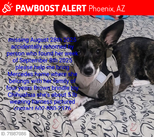 Phoenix, AZ Lost Female Dog, Mercedes Is Missing | PawBoost