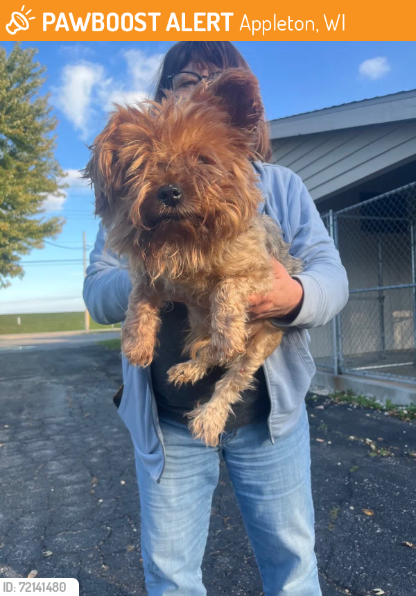 Appleton, WI Stray Male Dog Found Near richmond st appleton | PawBoost