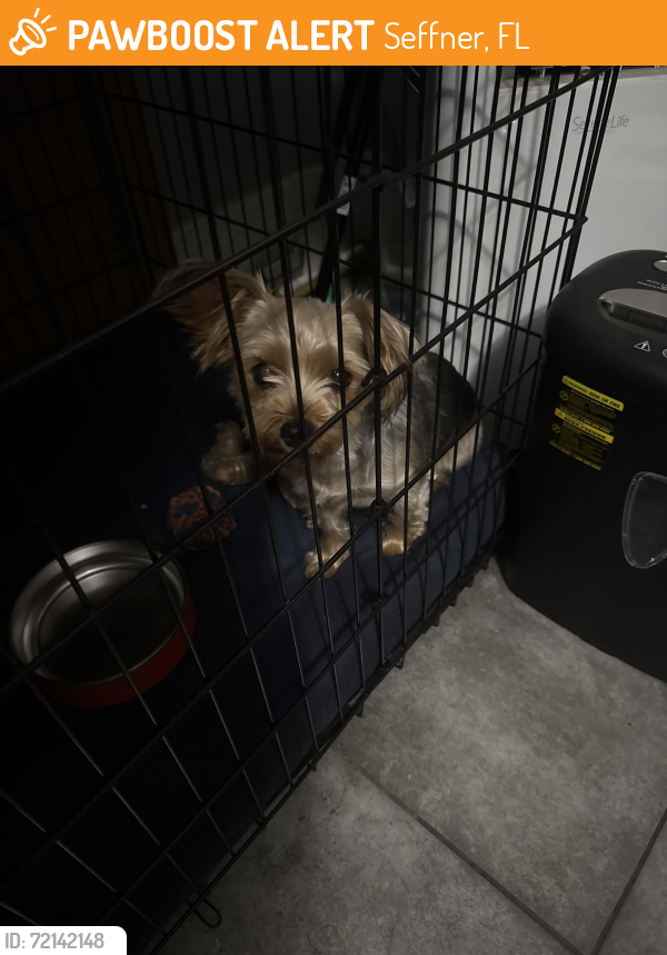 Seffner, FL Stray Female Dog Found Near Sligh/kingsway | PawBoost