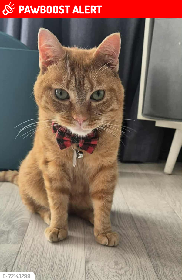 Woodston, England Lost Male Cat, Ginger Is Missing | PawBoost
