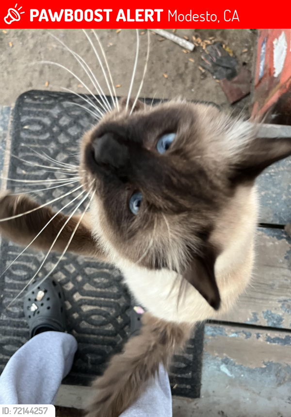 Modesto, CA Lost Male Cat, Finito Is Missing | PawBoost