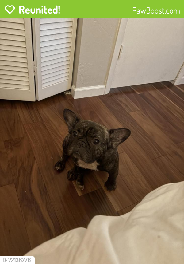 Reunited Female Dog in Dania Beach, FL 33004 (ID: 72136776) | PawBoost