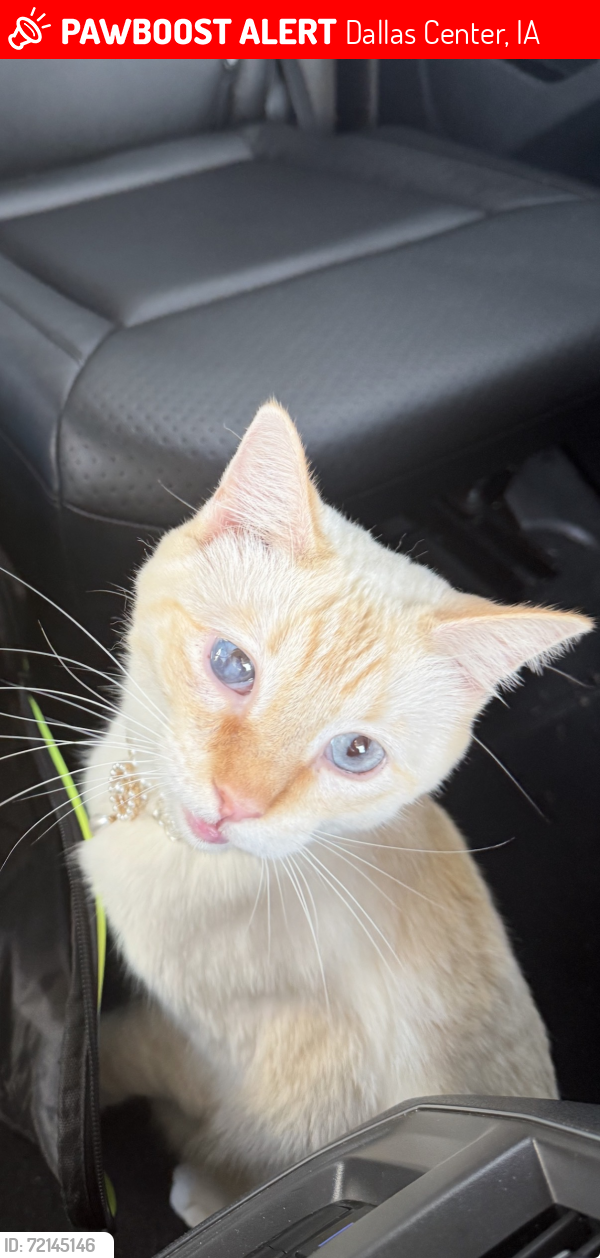 Dallas Center, IA Lost Female Cat, Duchess Is Missing | PawBoost
