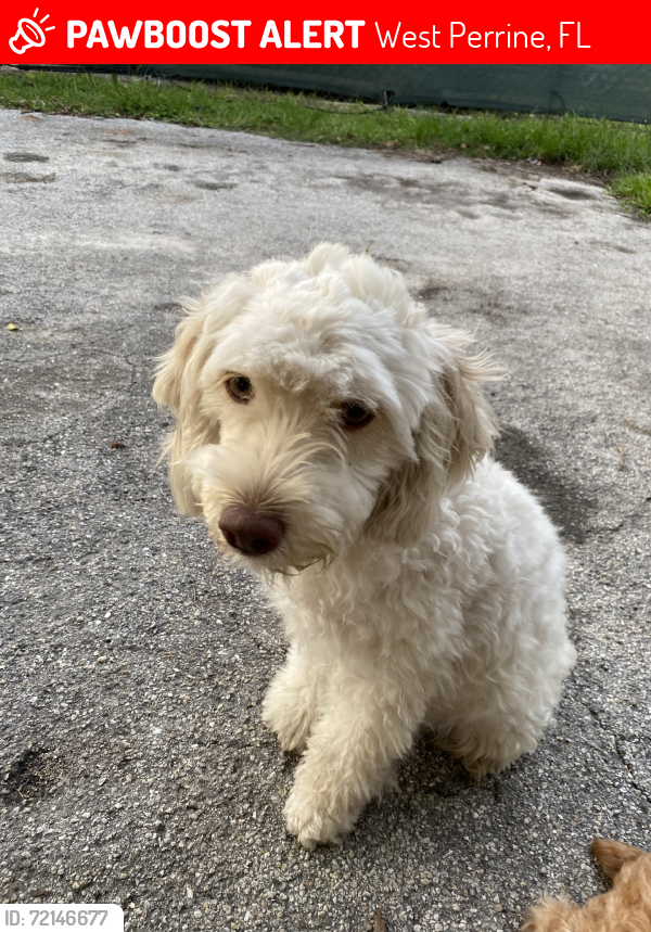 West Perrine, FL Lost Female Dog, Morita Is Missing | PawBoost