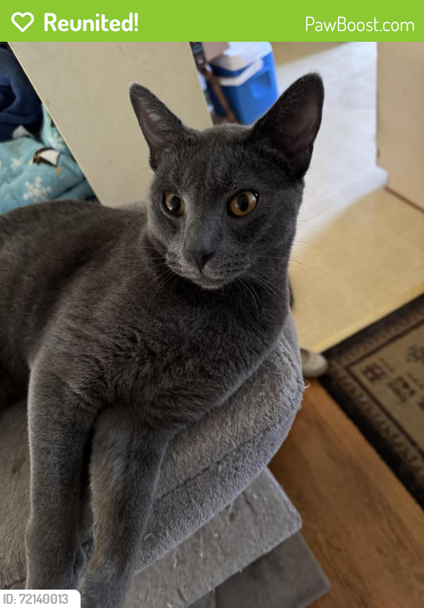 Reunited Male Cat in Robbinsville Township, NJ 08691 (ID: 72140013 ...