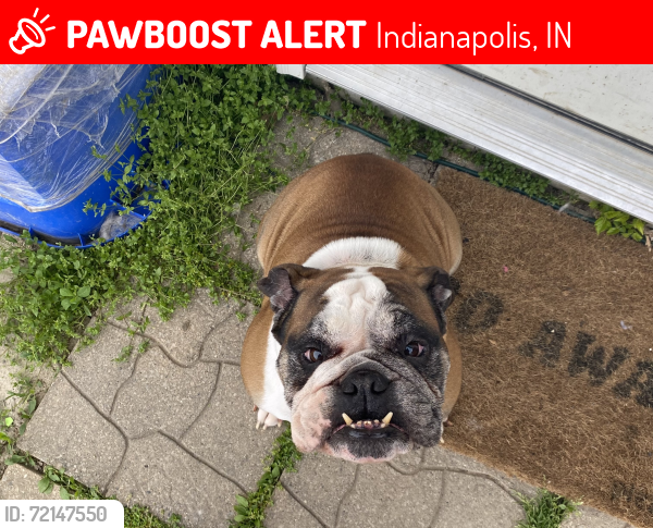 Indianapolis, IN Lost Male Dog, Steve Is Missing | PawBoost