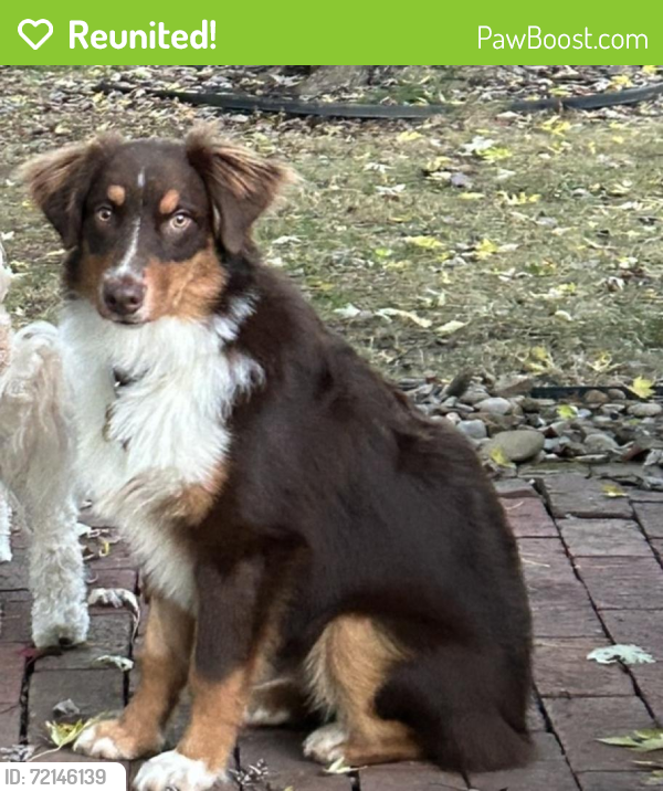 Reunited Male Dog in Akron, OH 44319 (ID: 72146139) | PawBoost
