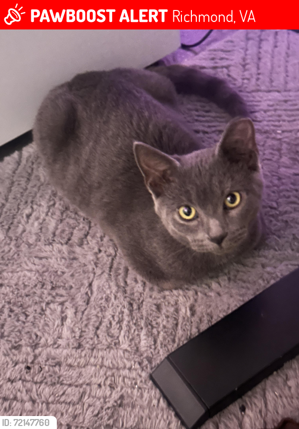 Richmond, VA Lost Male Cat, Dumpling Is Missing | PawBoost