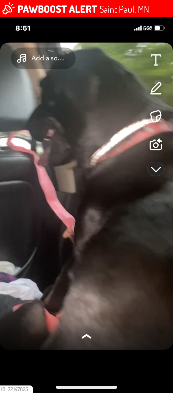 Saint Paul, MN Lost Female Dog, Pepa Is Missing | PawBoost