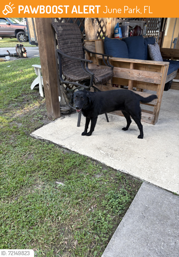 June Park, FL Stray Female Dog Found Near Elm st and New Haven | PawBoost