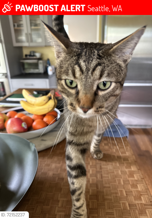 Seattle, WA Lost Male Cat, Jelly Is Missing | PawBoost