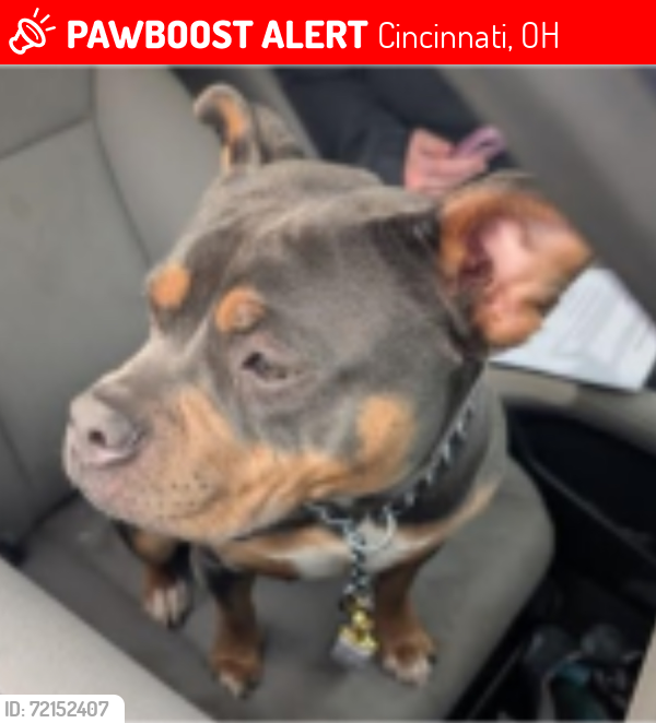 Cincinnati, OH Lost Female Dog, Raina Is Missing | PawBoost