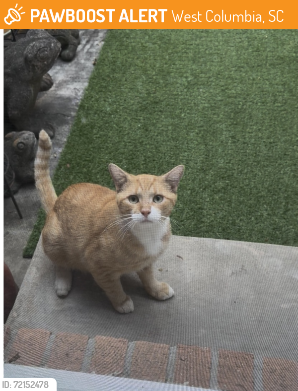 West Columbia, SC Stray Male Cat Found Near Woodsen Circle | PawBoost