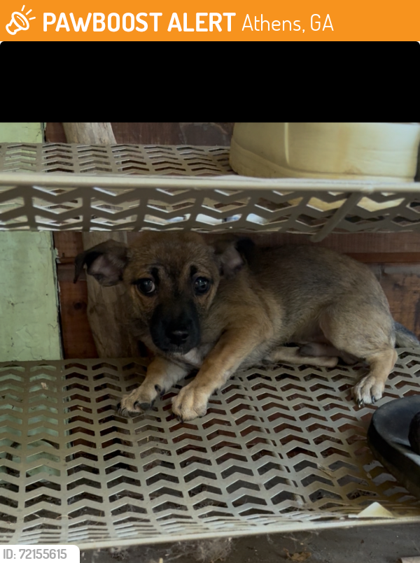 Rehomed Male Dog in Athens, GA 30605 (ID: 72155615) | PawBoost
