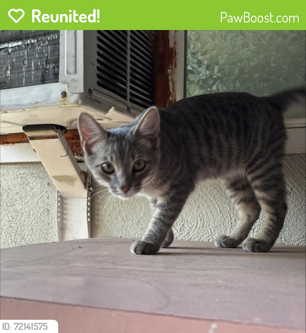 Reunited Male Cat in Anaheim, CA 92804 (ID: 72141575) | PawBoost