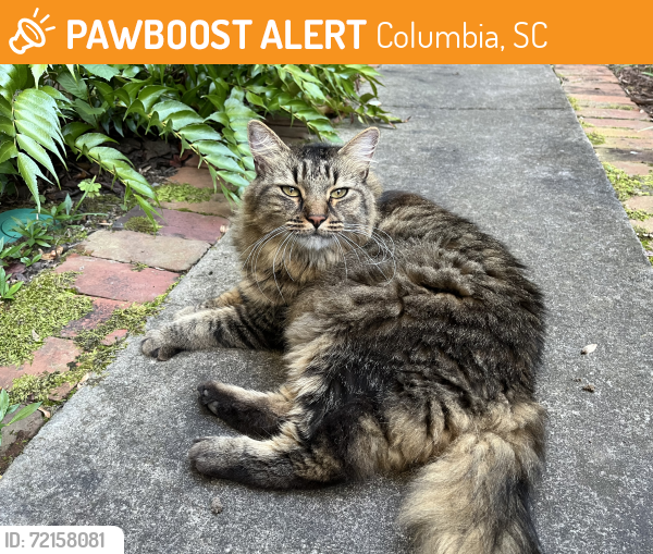 Columbia, SC Stray Cat Found Near Marion sy | PawBoost
