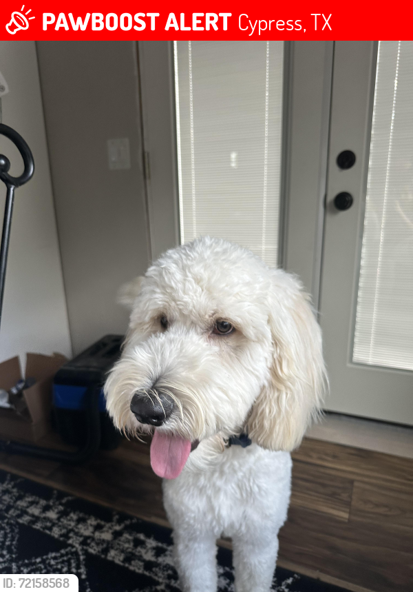 Deceased Male Dog in Cypress, TX 77429 (ID: 72158568) | PawBoost