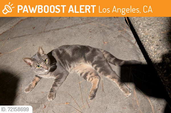 Los Angeles, CA Stray Cat Found Near Isaho | PawBoost