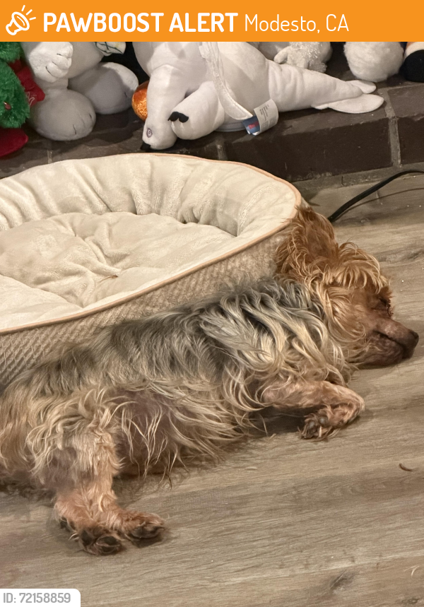 Modesto, CA Stray Male Dog Found Near Mercy ln | PawBoost