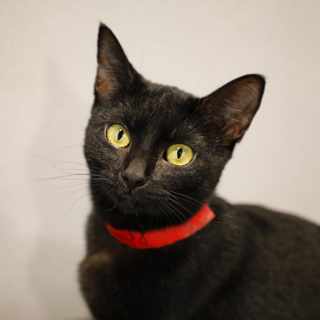 Shelter Removed Female Cat in Tampa, FL 33607 (ID: 72131281) | PawBoost