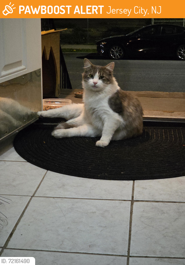 Jersey City, NJ Stray Male Cat Found Near Culver Avenue | PawBoost