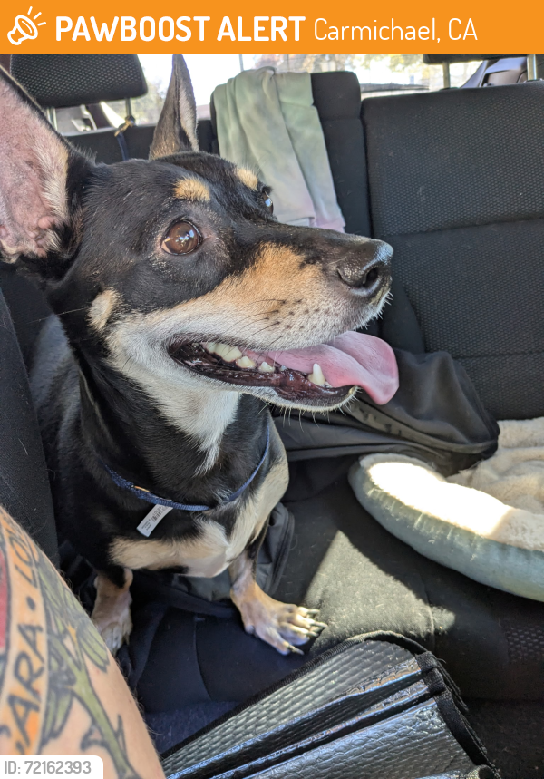 Carmichael, CA Stray Dog Found Near Carmichael dog park | PawBoost