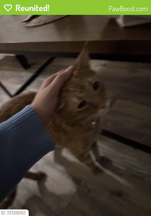 Reunited Male Cat in Anaheim, CA 92801 (ID: 72136082) | PawBoost